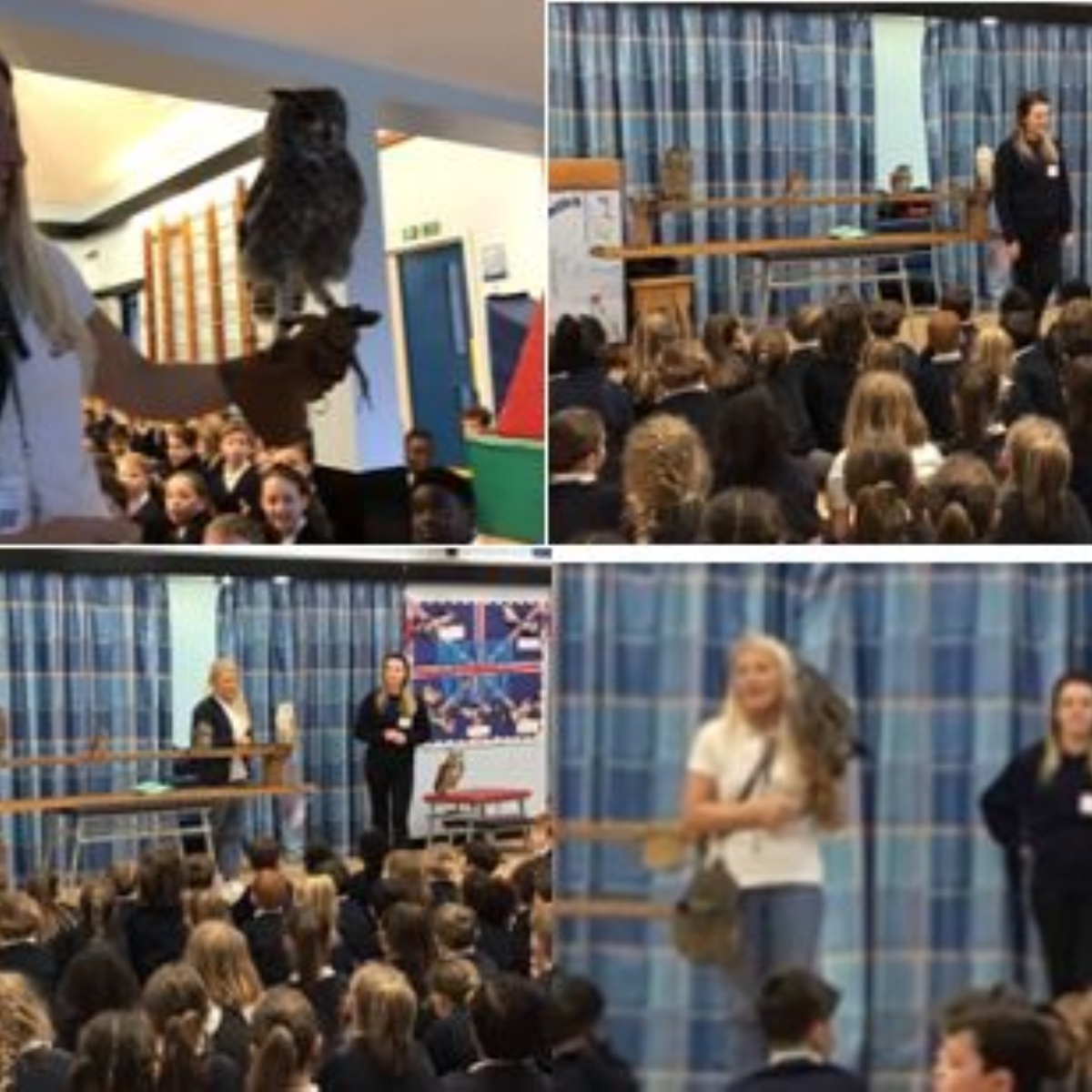 Fawbert & Barnard's Primary School - Owl Visit